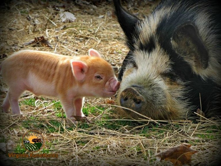 KuneKune Pigs: A Hardy Homestead Breed - Countryside